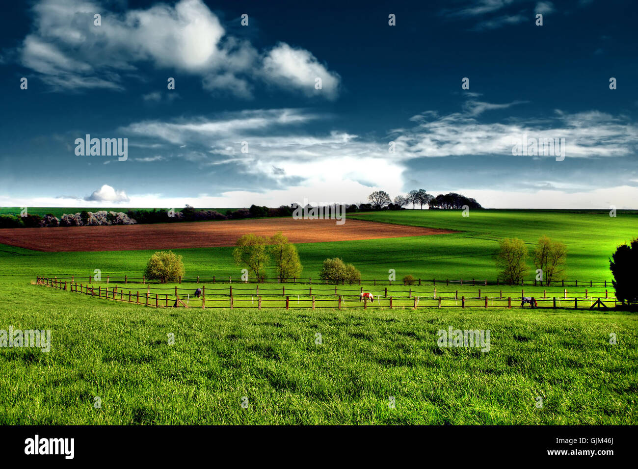 willow in spring Stock Photo - Alamy