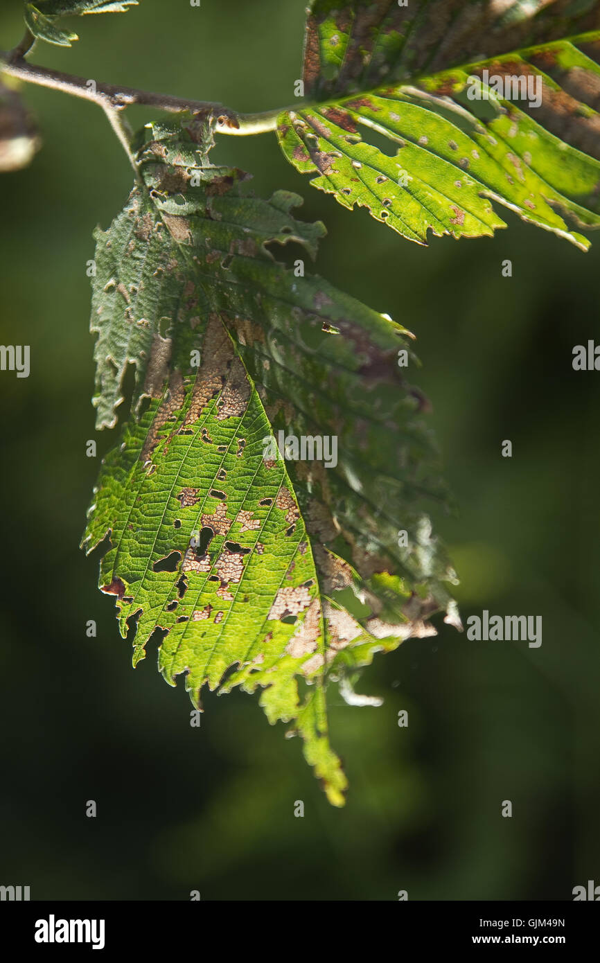 Dying patterns hi-res stock photography and images - Alamy