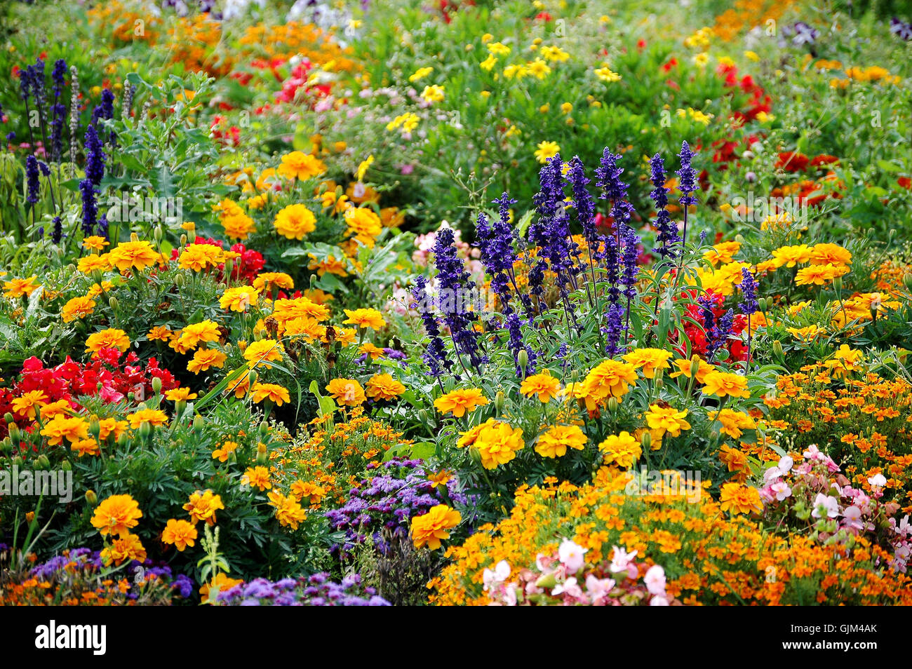 Blumenfeld hi-res stock photography and images - Alamy