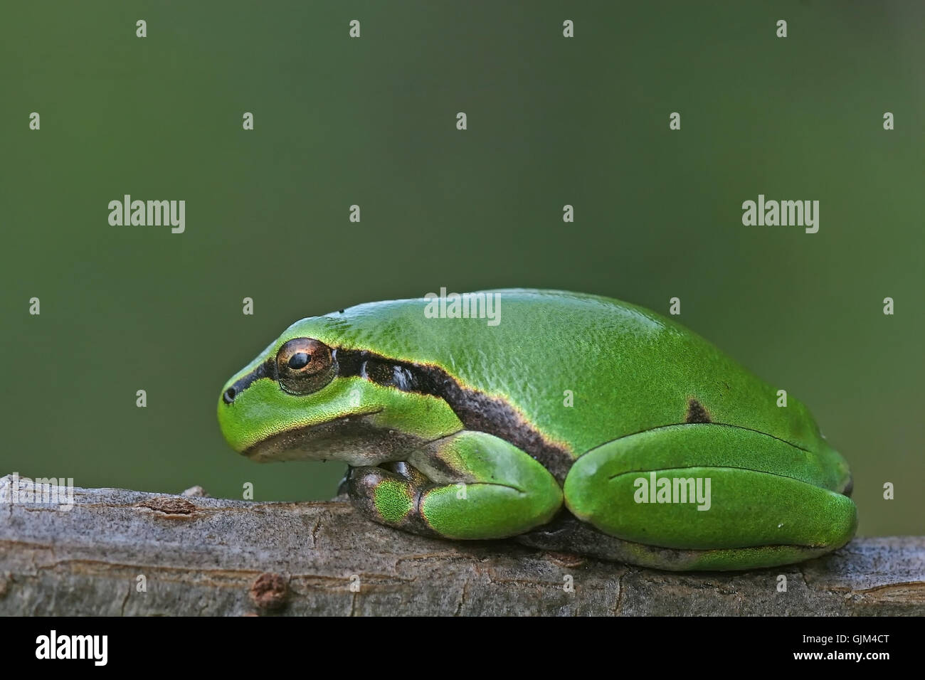 Tree frogs branch hi-res stock photography and images - Alamy