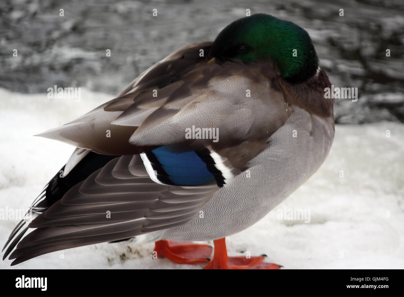 male mallard duck Stock Photo - Alamy