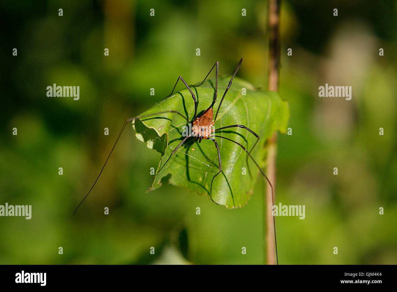 Golden Harvestmen - Opiliones Stock Photo - Alamy