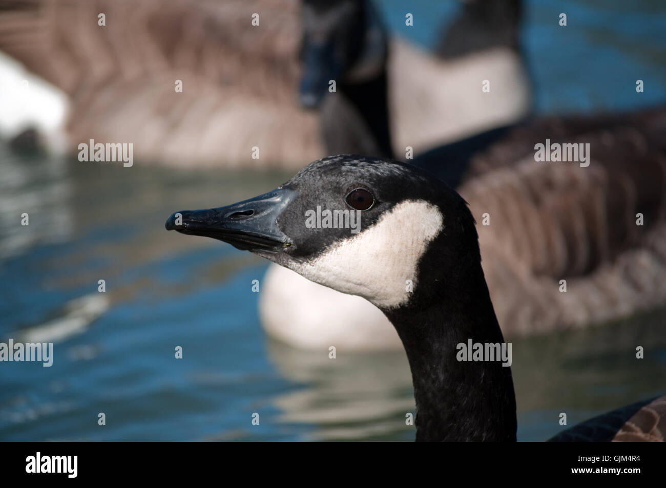 Goose looking at viewer Stock Photo - Alamy