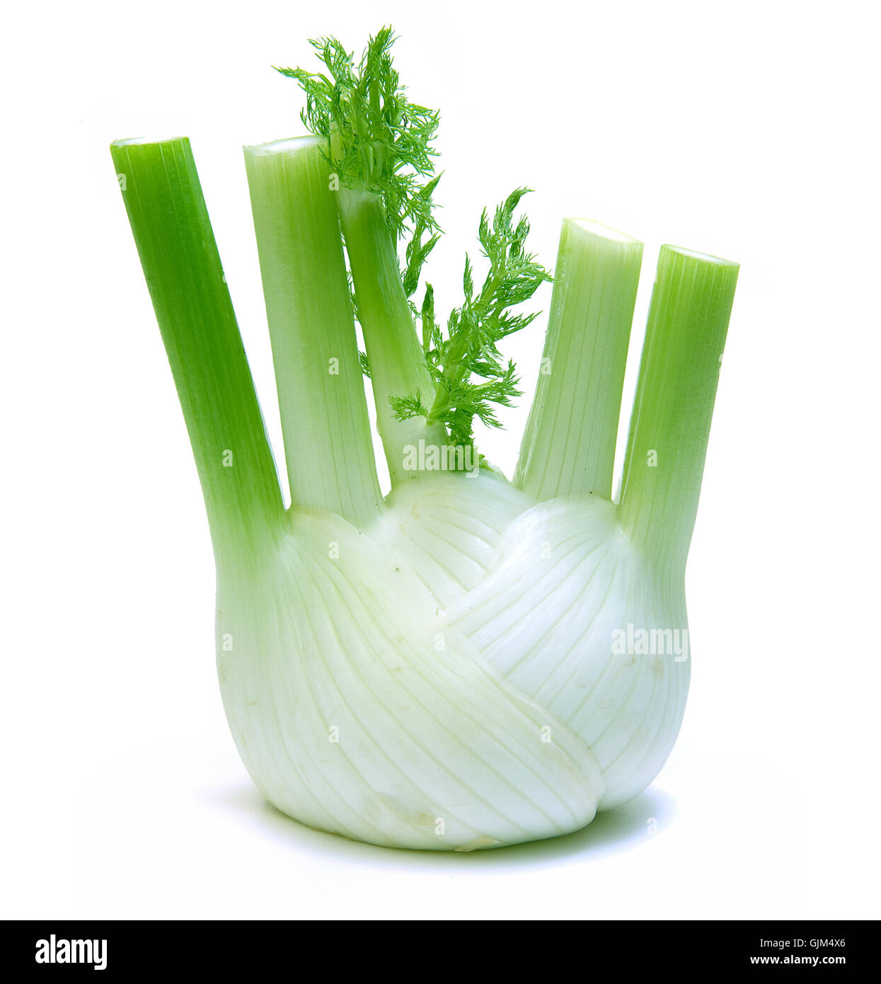 Fennel feathers hi-res stock photography and images - Alamy