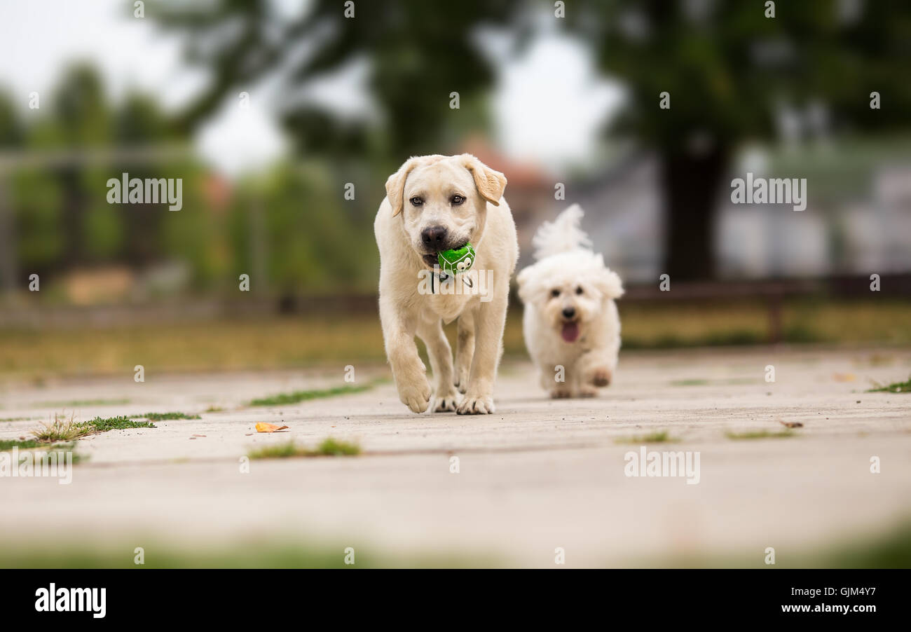 Two dogs fetching ball hi-res stock photography and images - Alamy