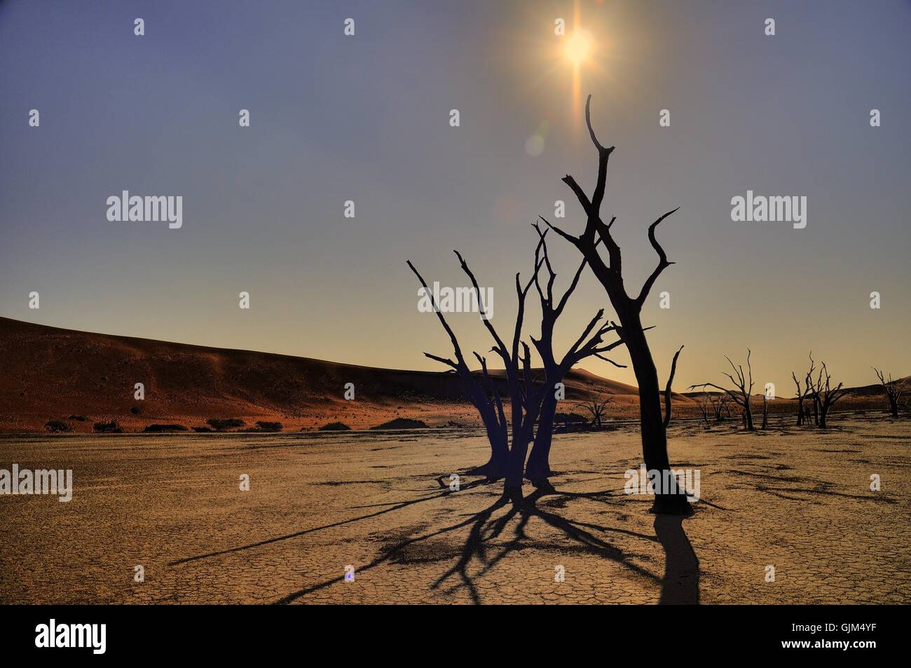tree desert wasteland Stock Photo - Alamy