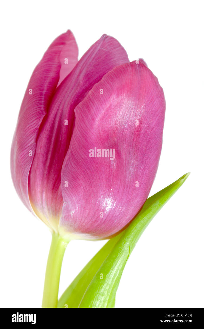 Tulip wild romance hi-res stock photography and images - Alamy