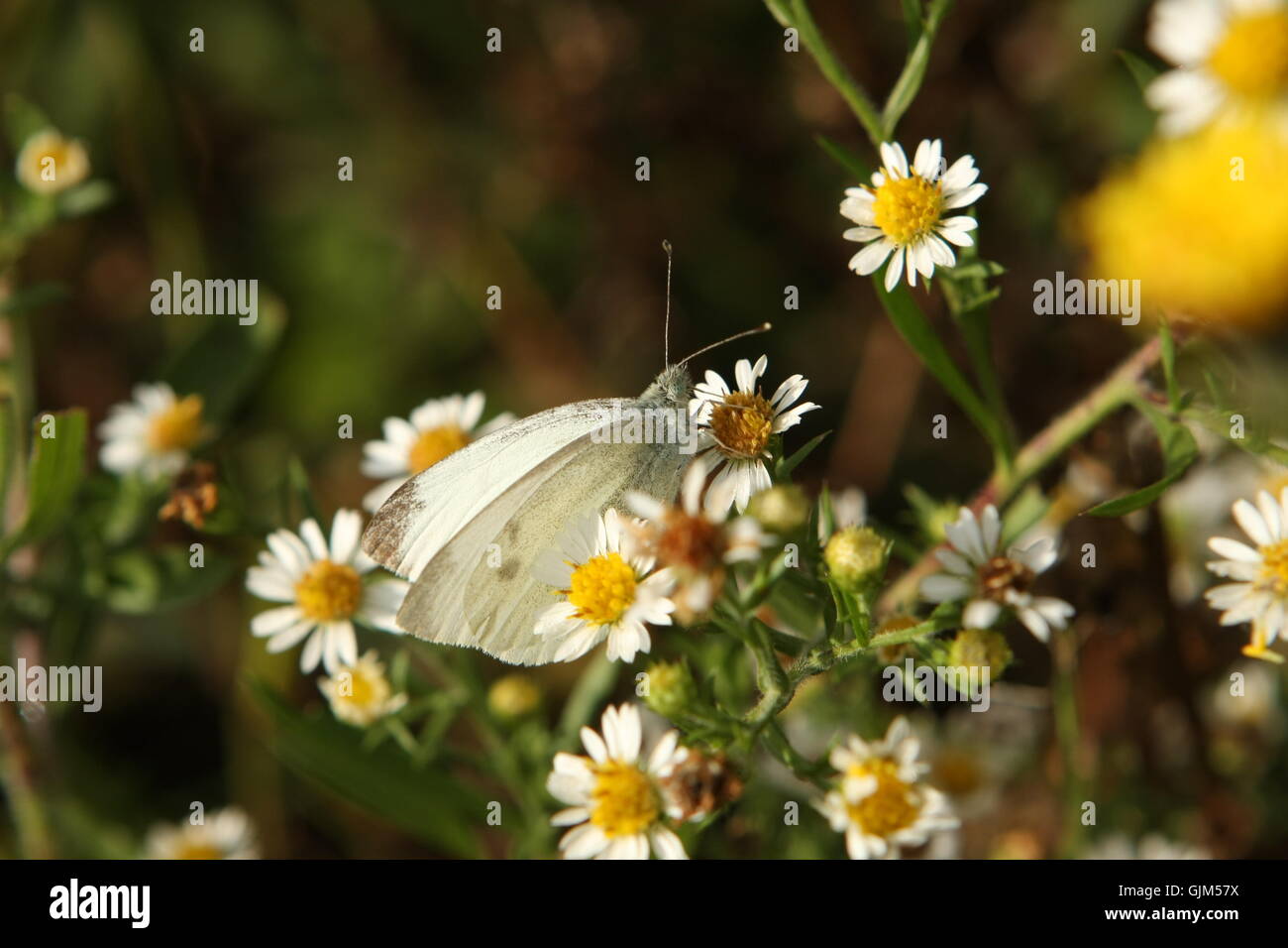 Cabbage White Butterfly - Pieris rapae Stock Photo - Alamy