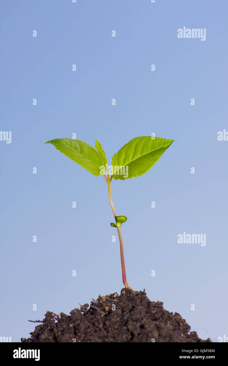 leaf agriculture farming Stock Photo - Alamy