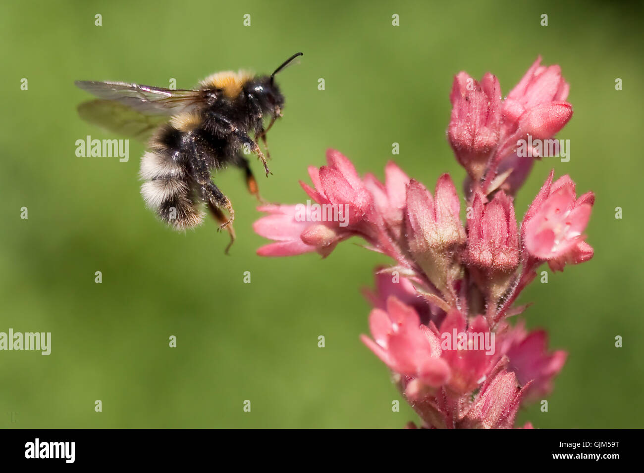 Flight of the bumblebee Stock Photo - Alamy