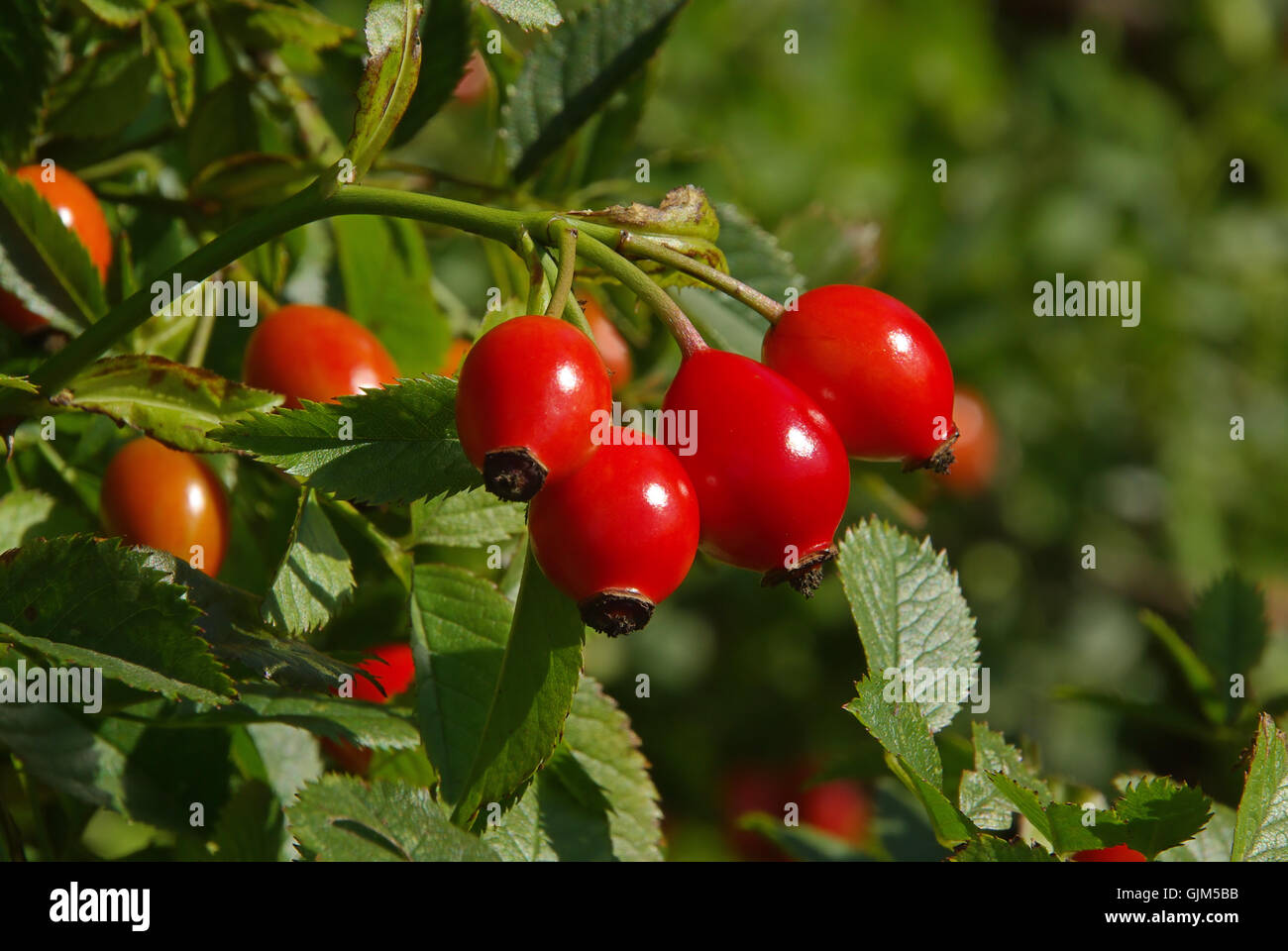 Rosehip tea leaves hi-res stock photography and images - Alamy