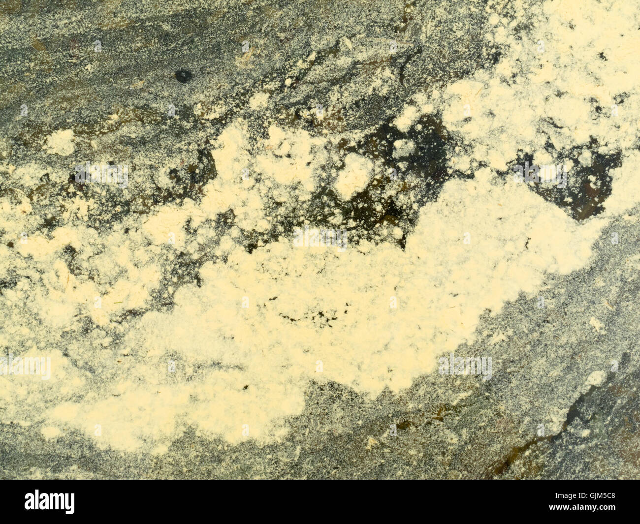 Pollen of Black Spruce Trees on Water Surface Stock Photo - Alamy