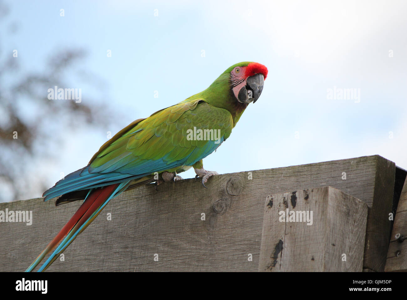 Buffon macaw hi-res stock photography and images - Alamy