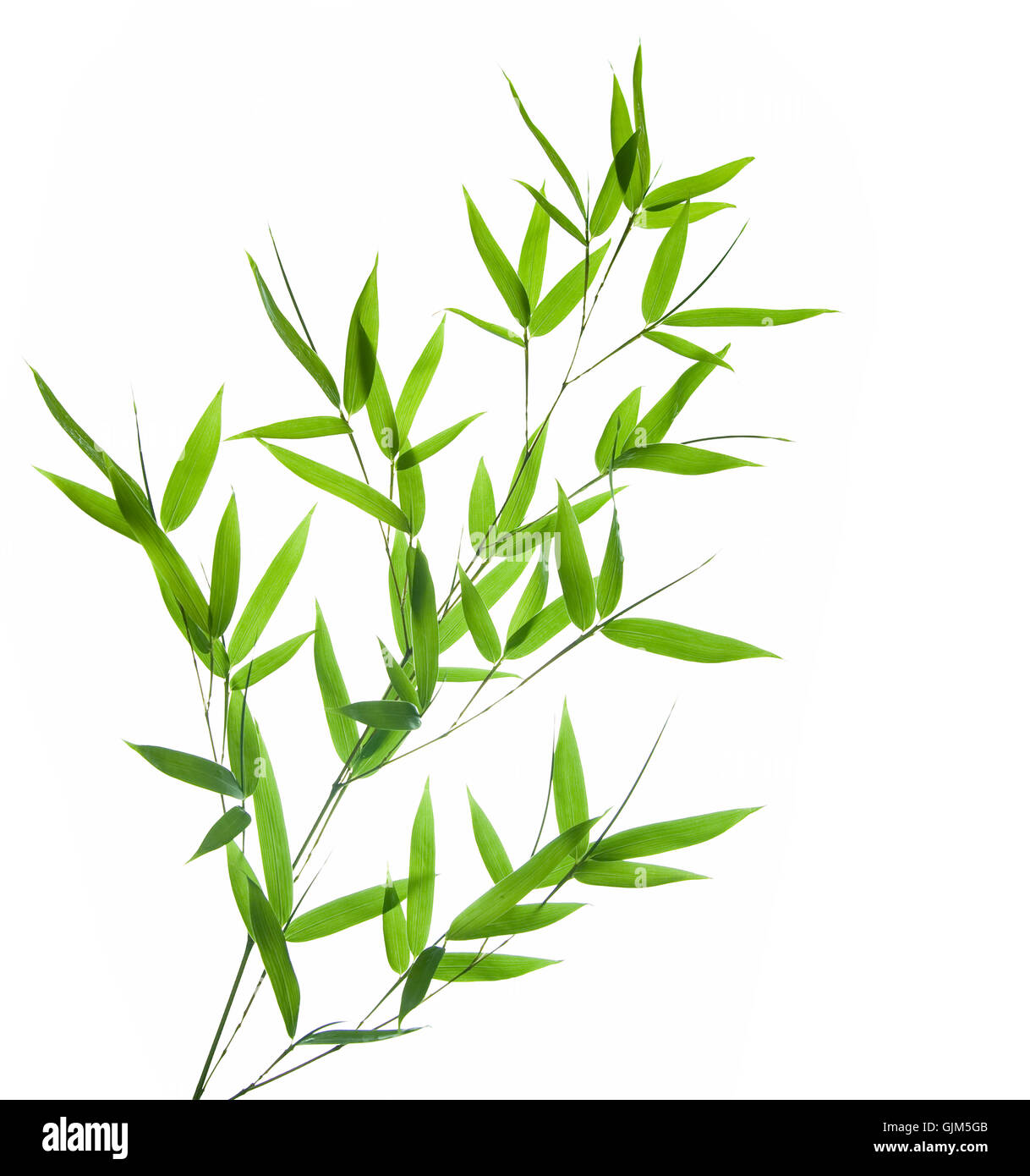 Green leaves border chinese Cut Out Stock Images & Pictures - Alamy