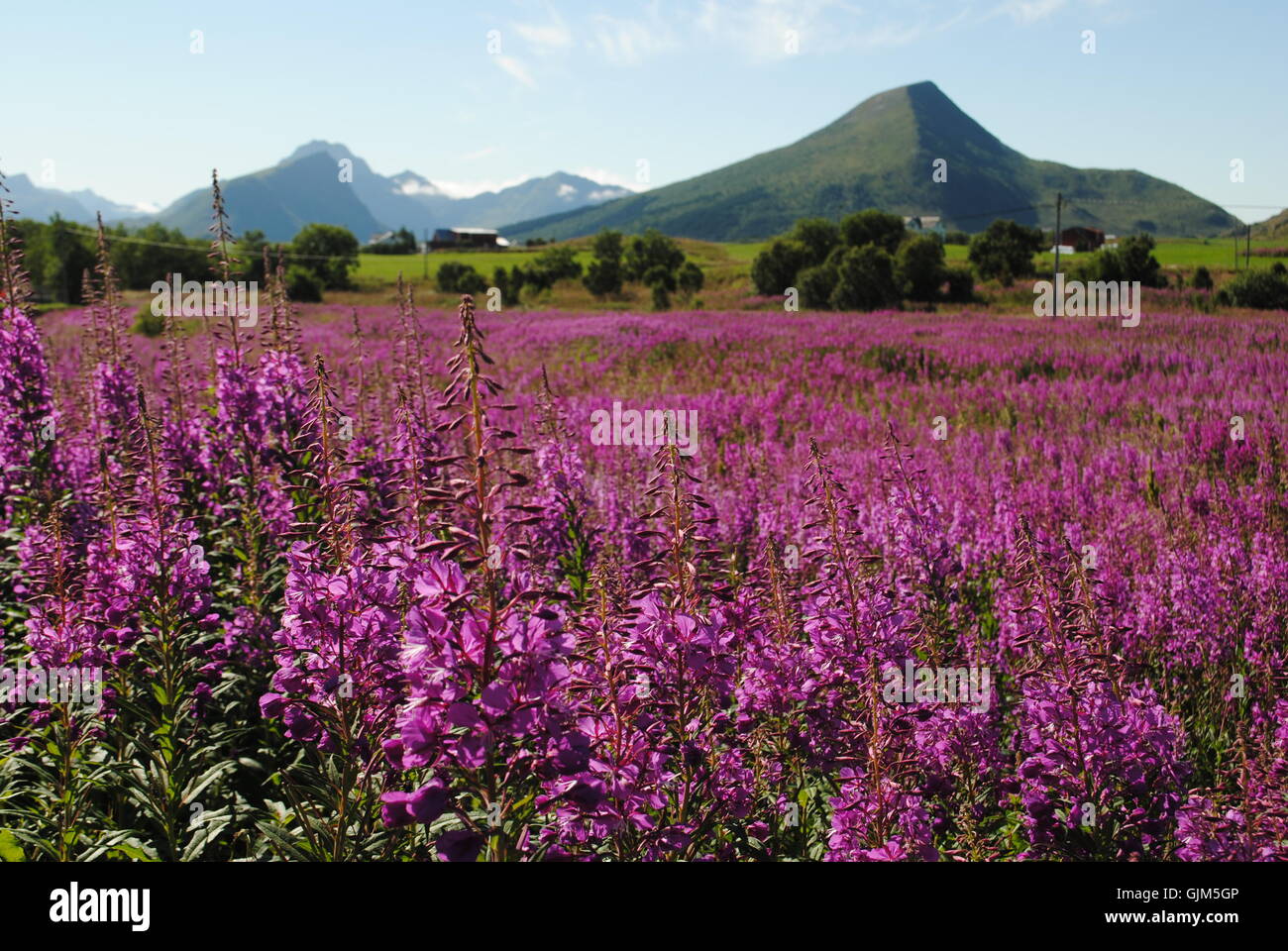 Blomstereng hi-res stock photography and images - Alamy