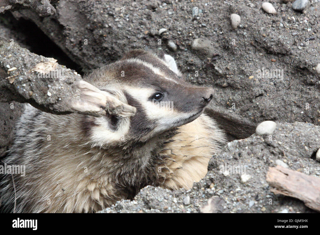 Badger. Photo taken at Northwest Trek Wildlife Park, WA Stock Photo - Alamy