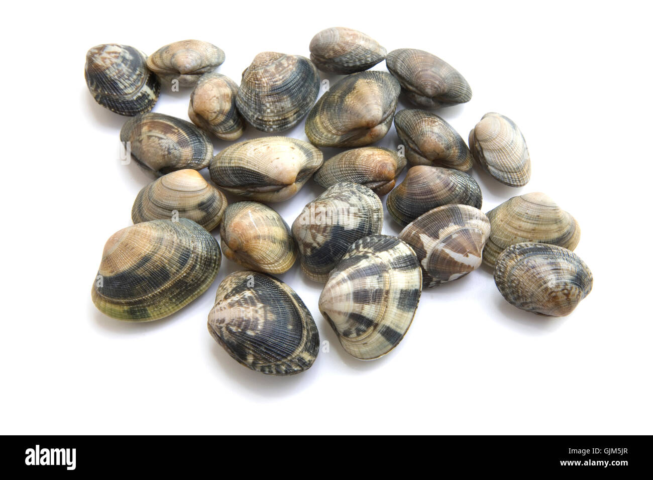 Live clams hi-res stock photography and images - Alamy