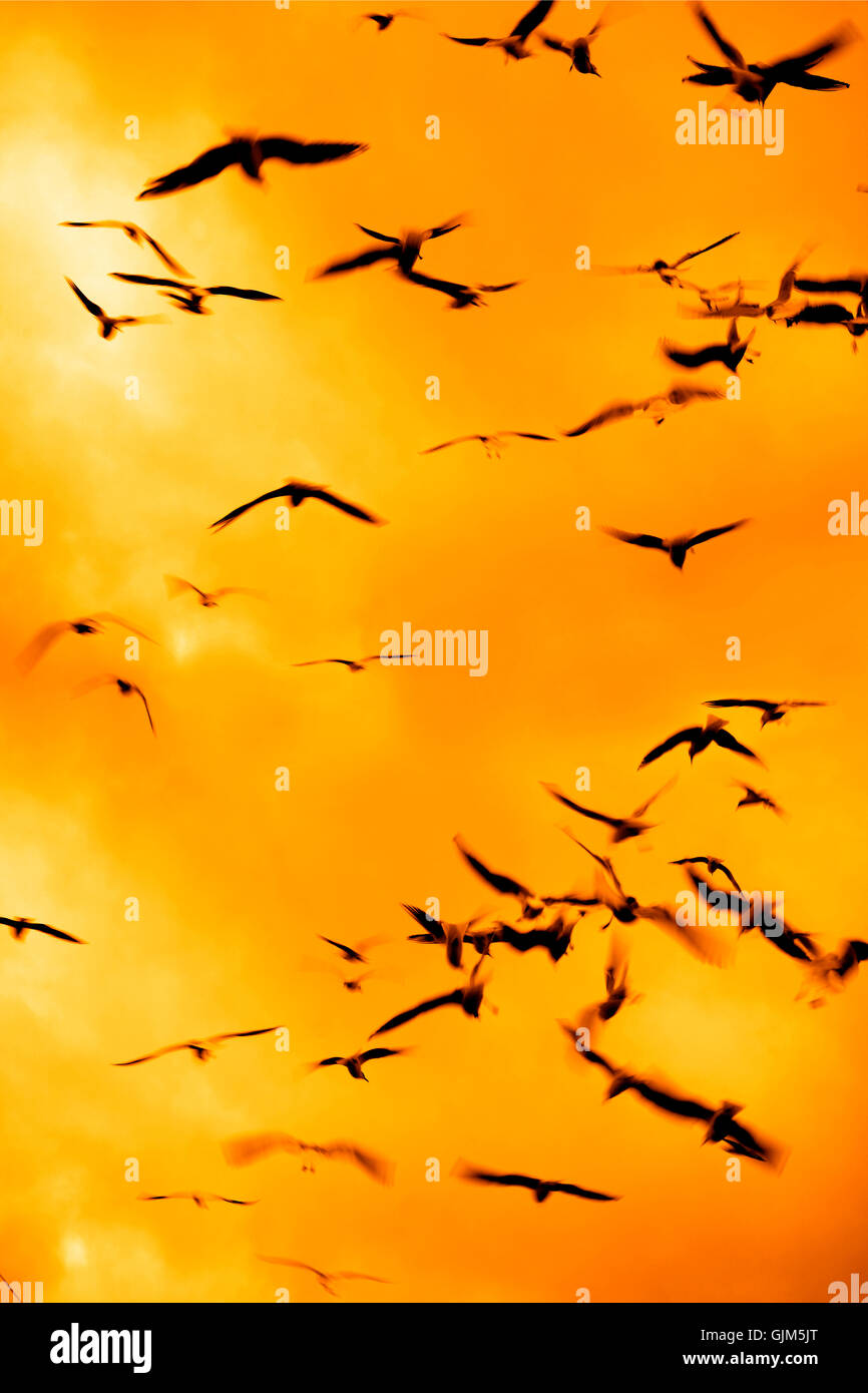 Birds migration hi-res stock photography and images - Alamy