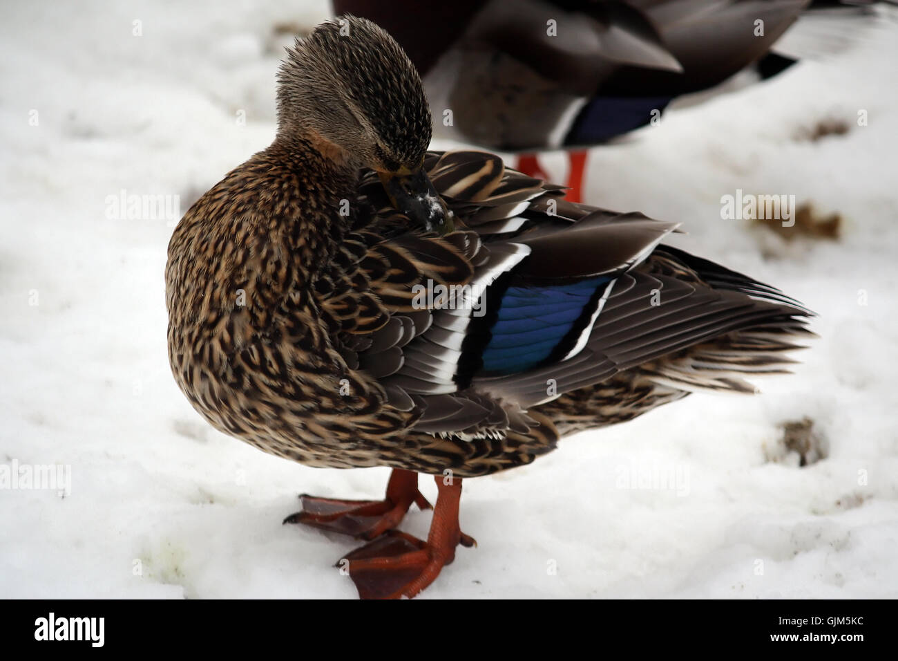 female mallard duck Stock Photo - Alamy