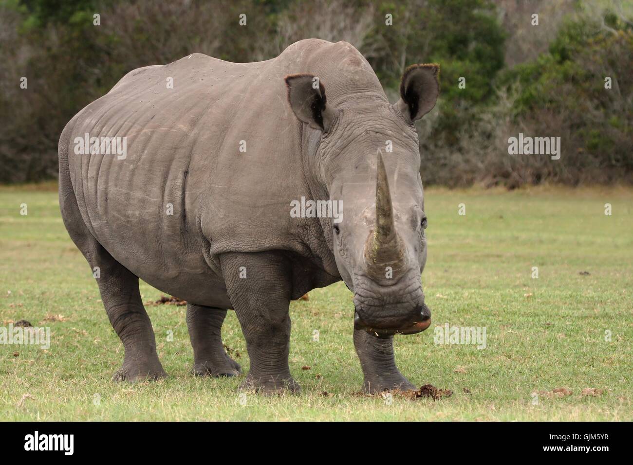 White rhino bull hi-res stock photography and images - Alamy