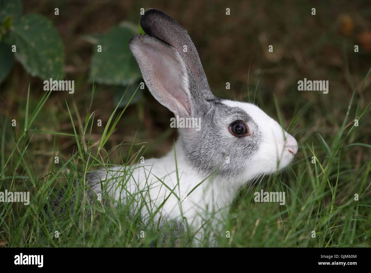 Long ears rabbit hi-res stock photography and images - Alamy