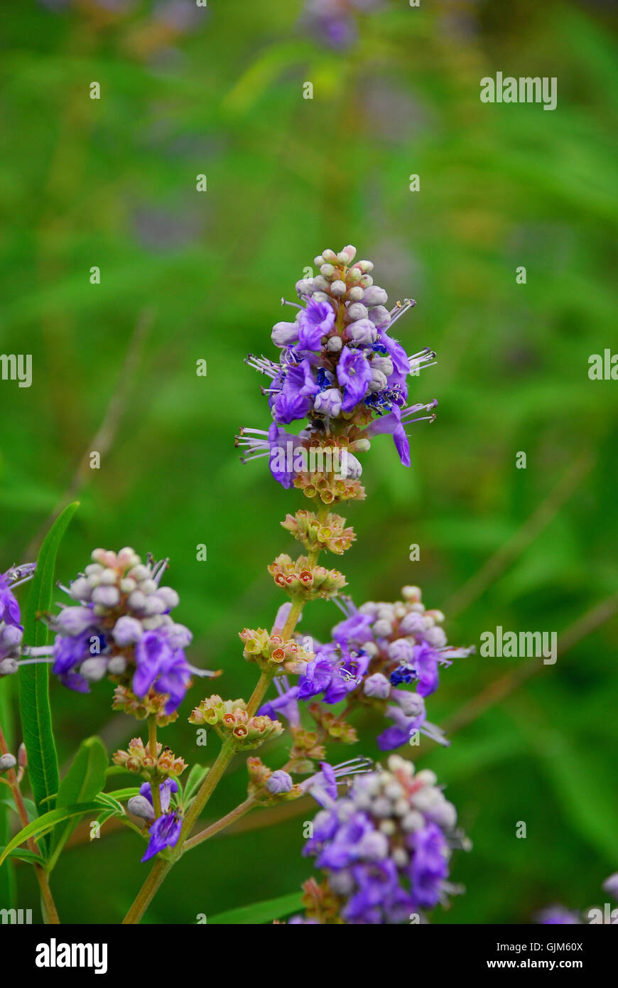 flower plant flora Stock Photo - Alamy
