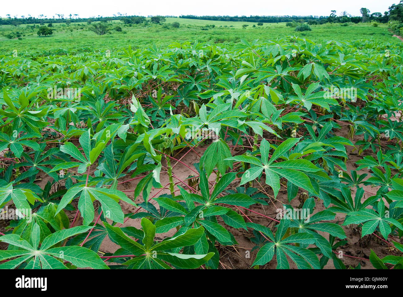 Manioc peel hi-res stock photography and images - Alamy