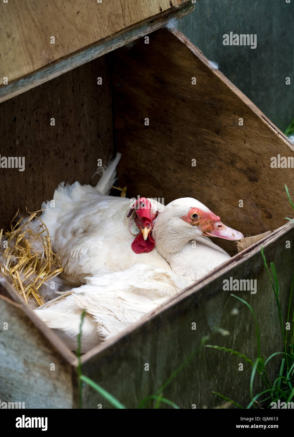 Duck and Hen Stock Photo - Alamy