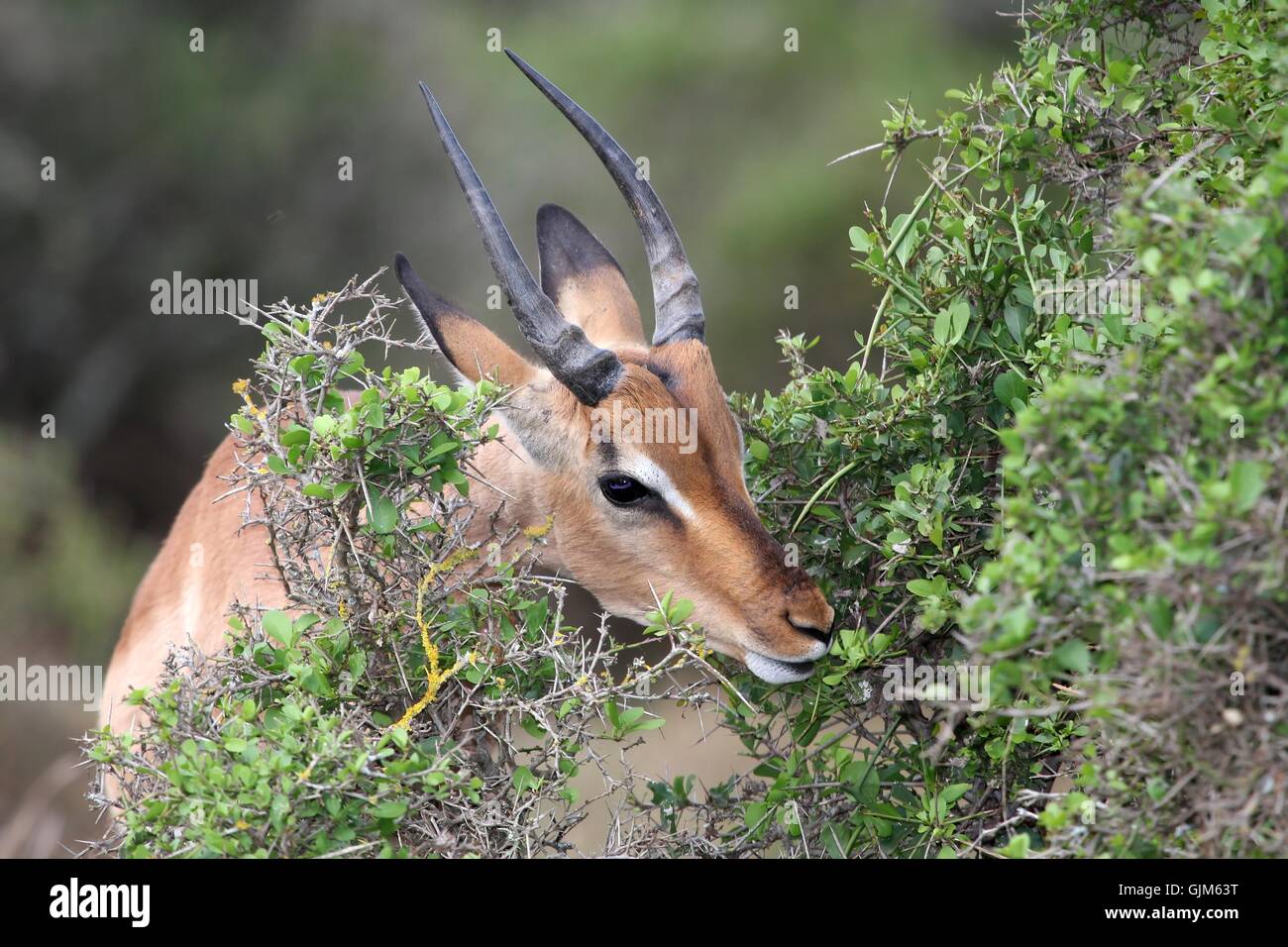 Impala Antelope Feeding Stock Photo - Alamy