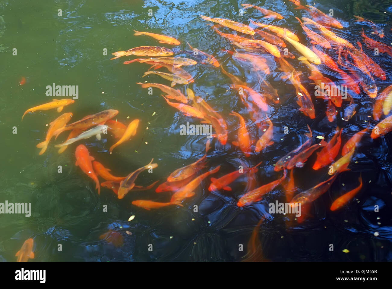 Goldfish food hi-res stock photography and images - Alamy