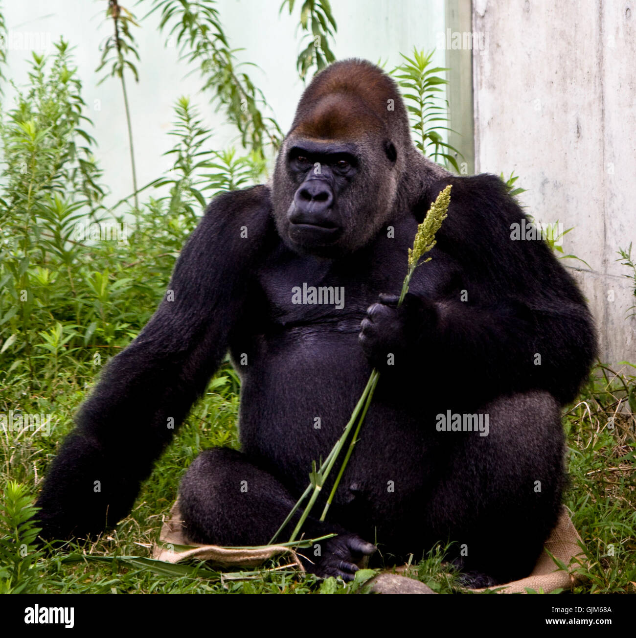 mammal monkey gorilla Stock Photo - Alamy