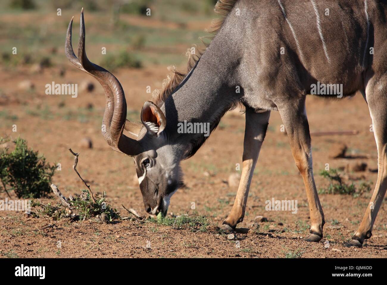 Male Kudu Antelope Eating Stock Photo - Alamy