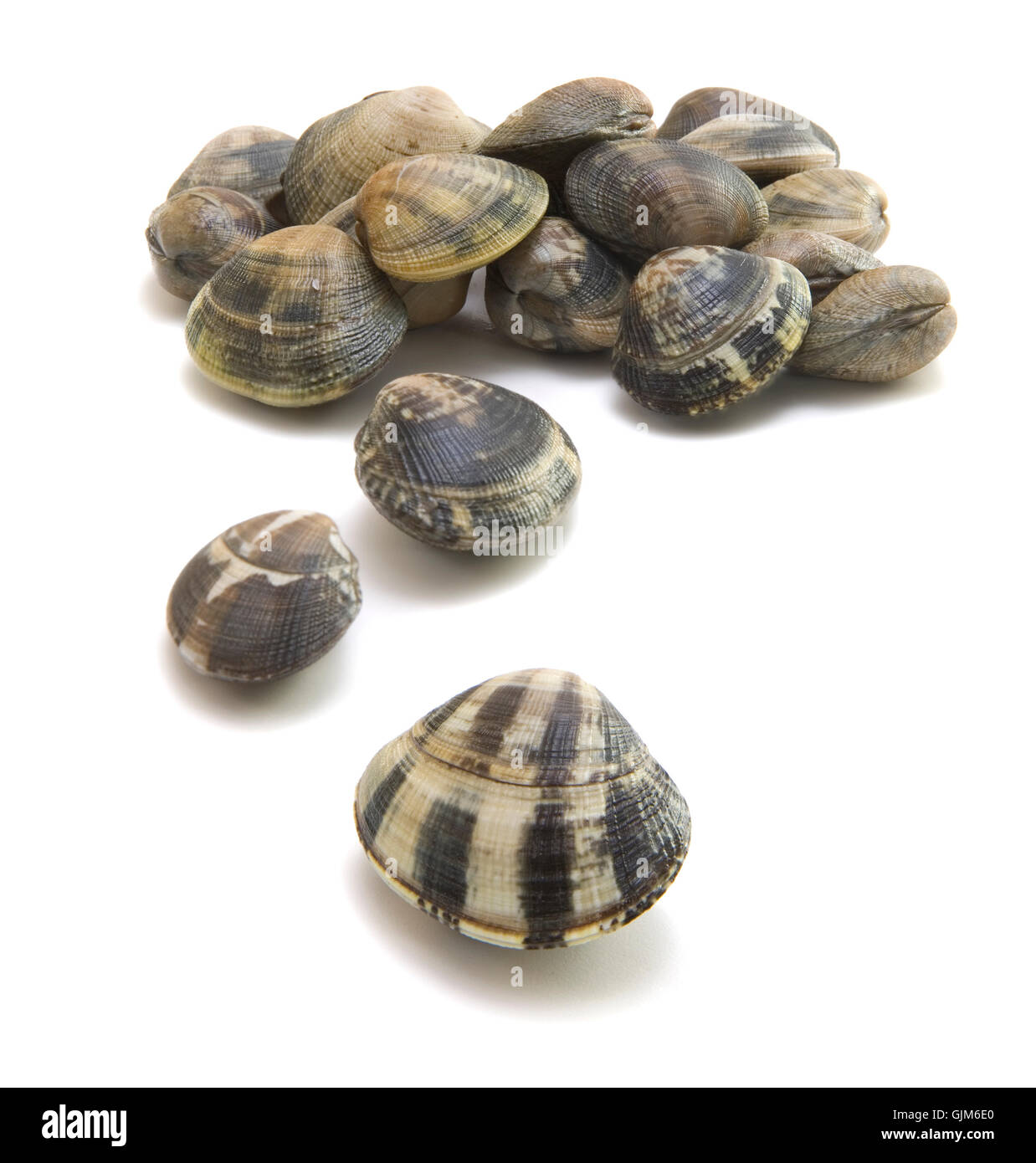 Yellow cockle shells Cut Out Stock Images & Pictures - Alamy