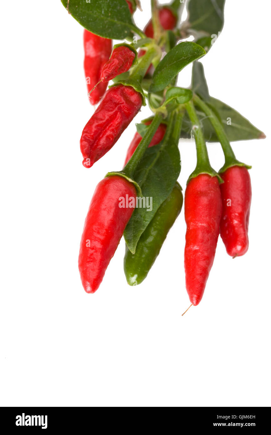 Decorative chilli plant hi-res stock photography and images - Alamy