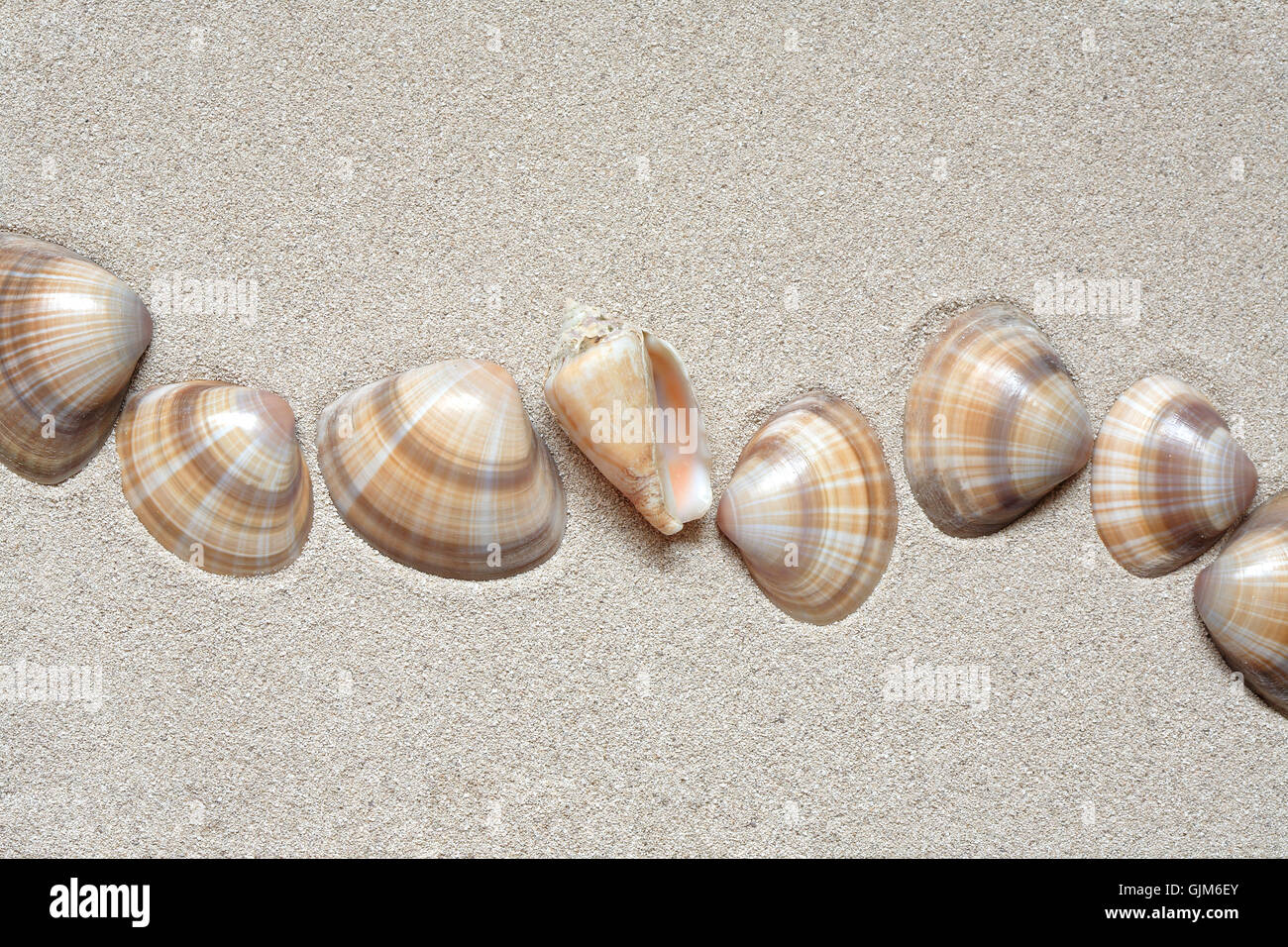 Shells On Sand Stock Photo - Alamy