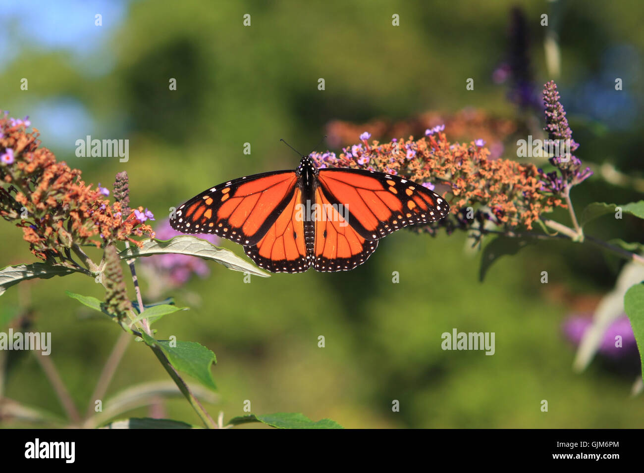 Monarch Butterfly Danaus plexippus Stock Photo - Alamy