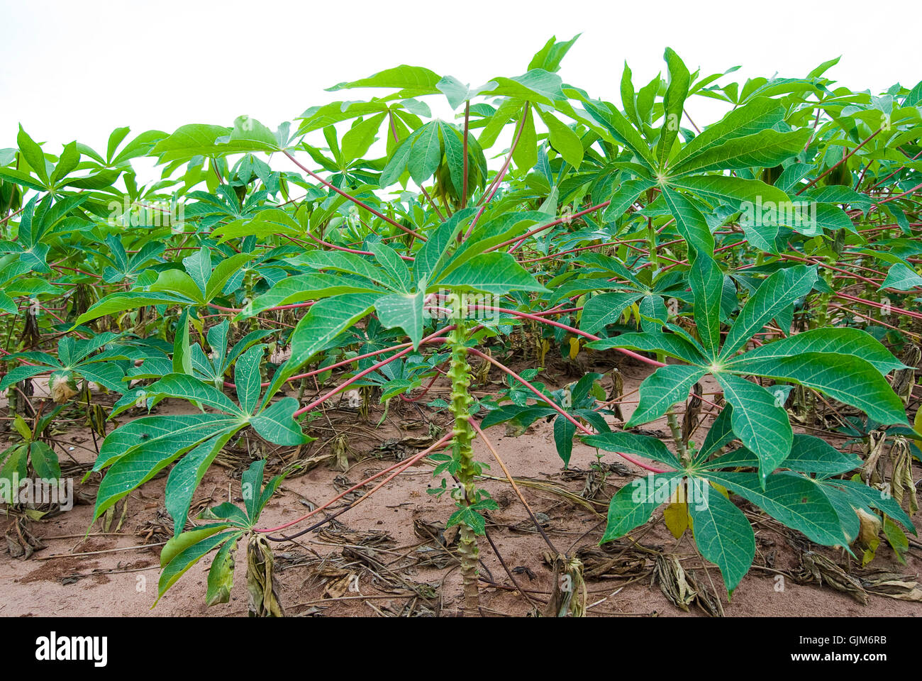 Manioc Peel High Resolution Stock Photography and Images - Alamy