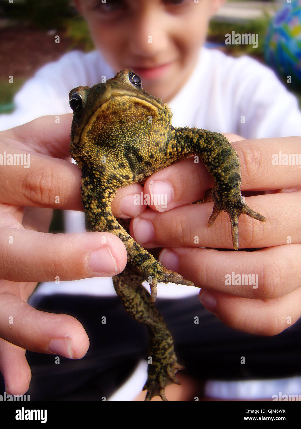 boy with frog Stock Photo - Alamy