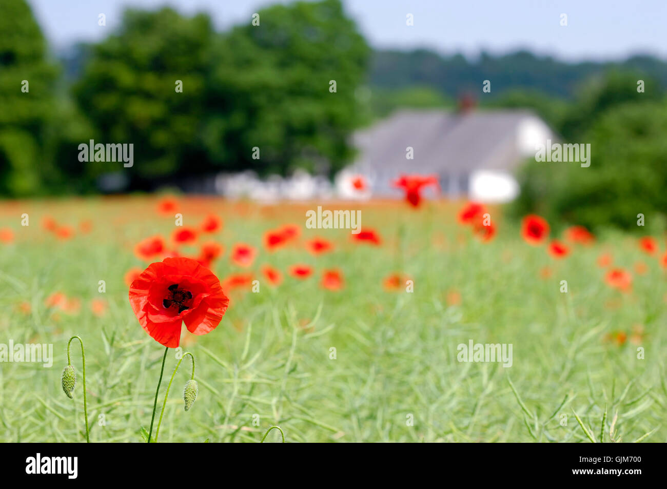 Poppy and framland Stock Photo - Alamy