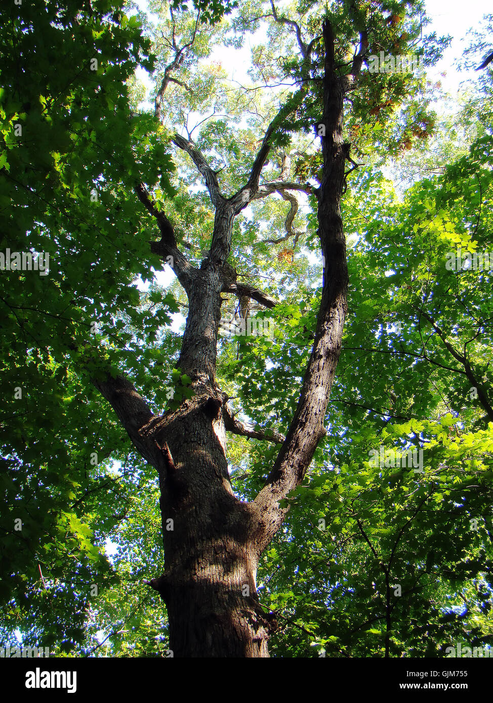 High biodiversity tree stump hi-res stock photography and images - Alamy