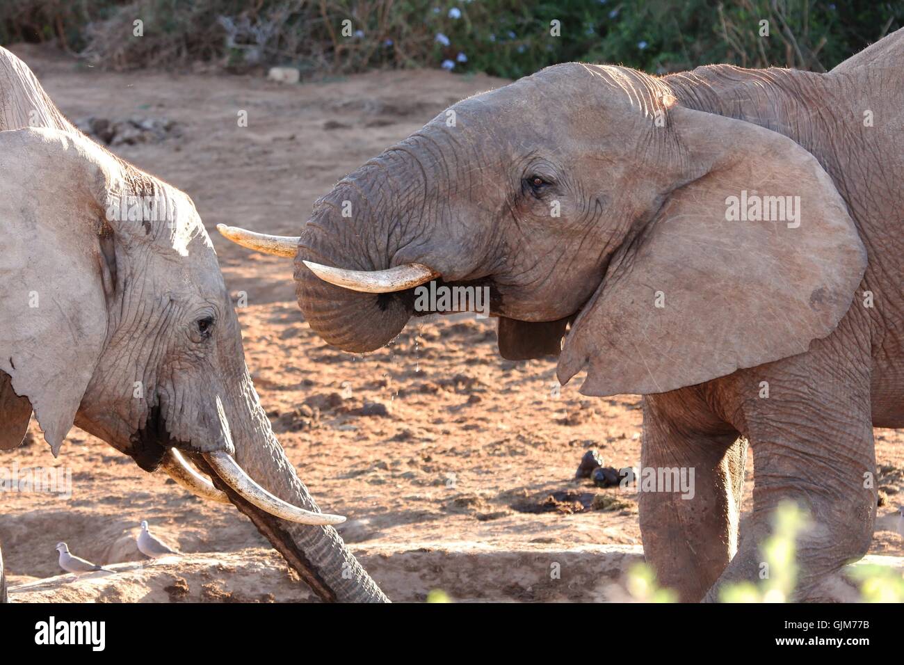Large bull elephant enormous tusks hi-res stock photography and images ...