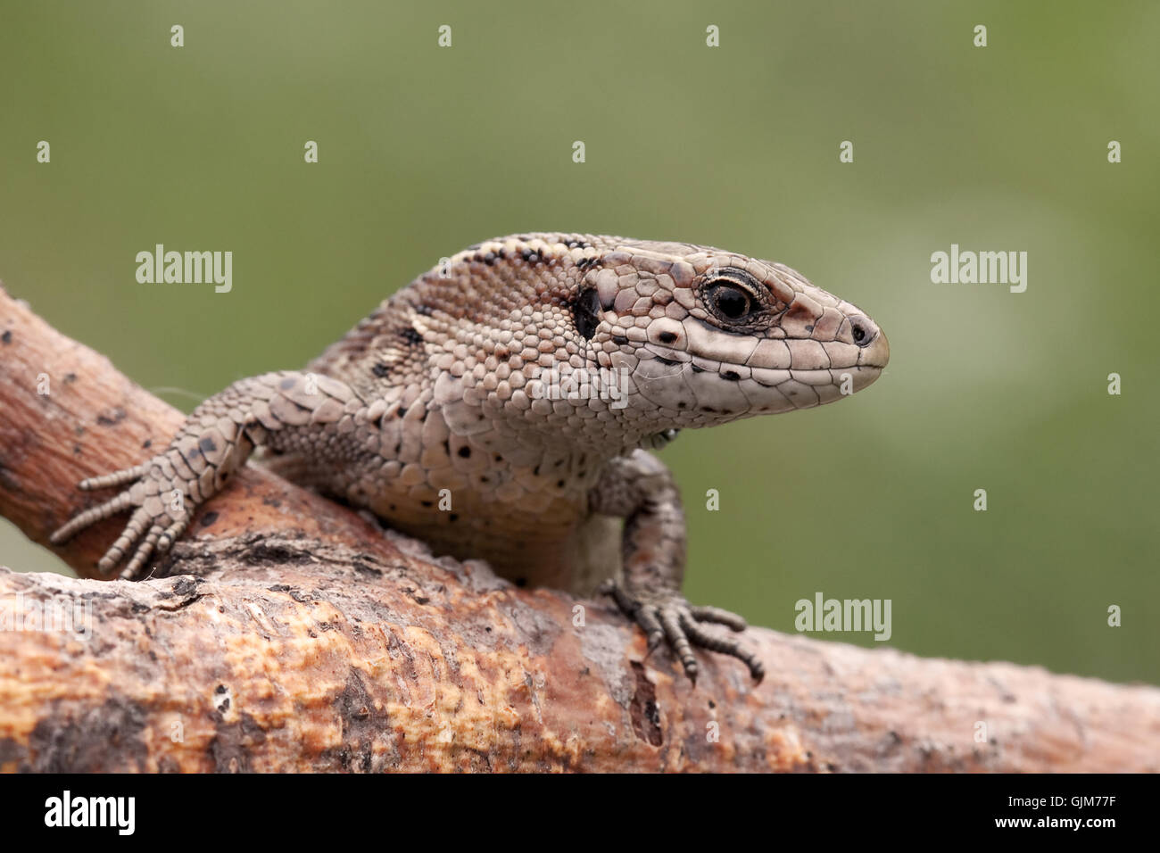 Fast lizard hi-res stock photography and images - Alamy