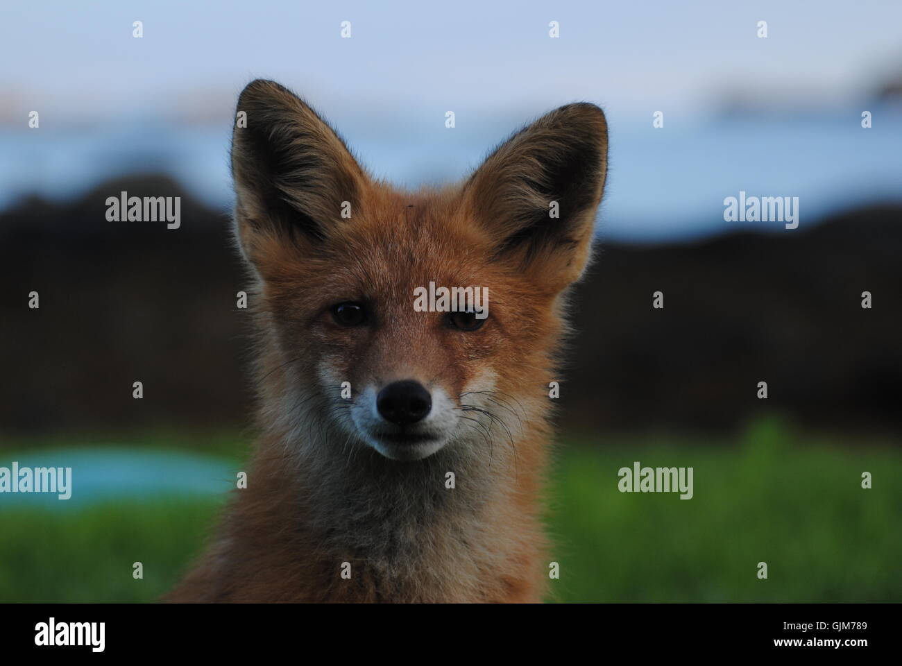 Mikkel rev hi-res stock photography and images - Alamy