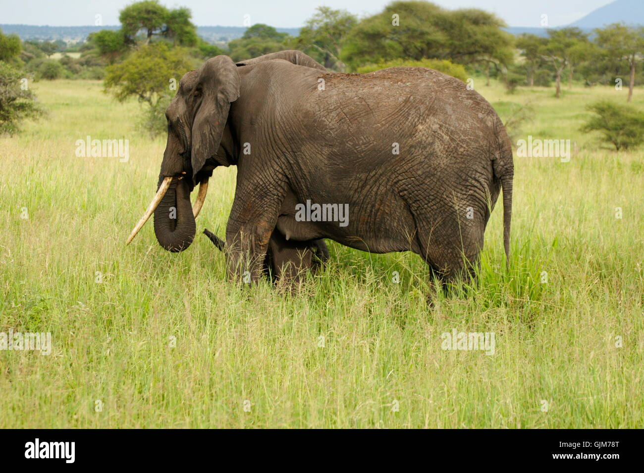 africa elephant steppe Stock Photo - Alamy