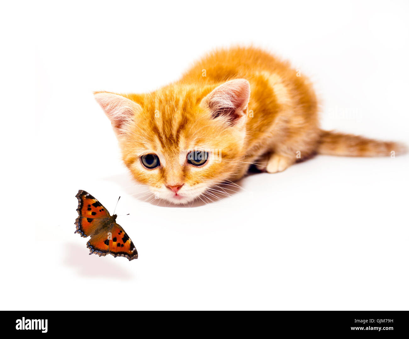 kitty and butterfly Stock Photo - Alamy