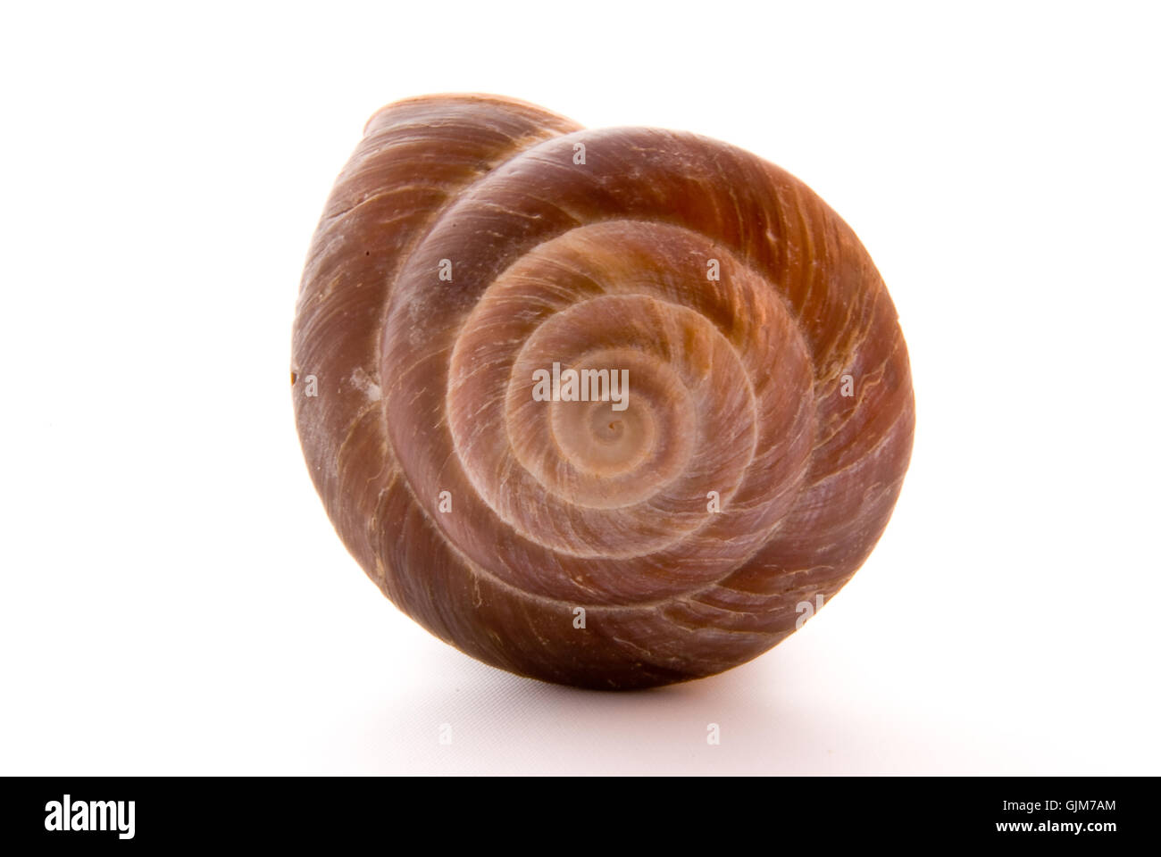 Screw shell hi-res stock photography and images - Alamy