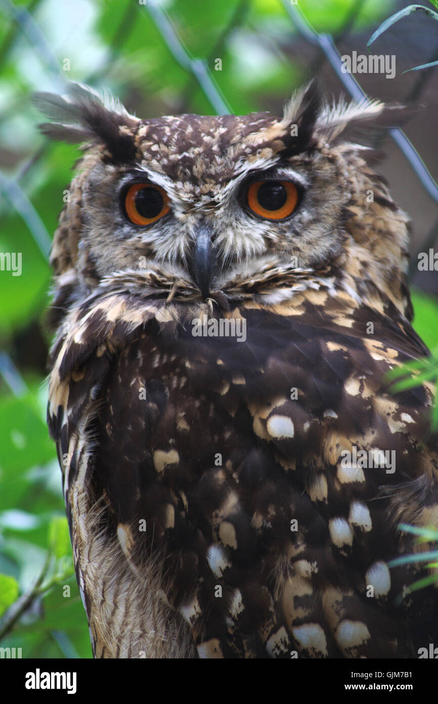 uhu bobu bobu Stock Photo - Alamy