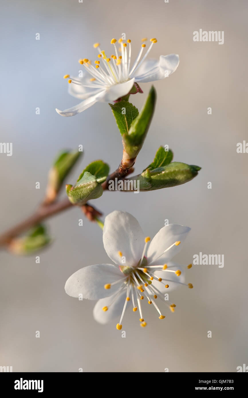Wild plum flowers Stock Photo - Alamy