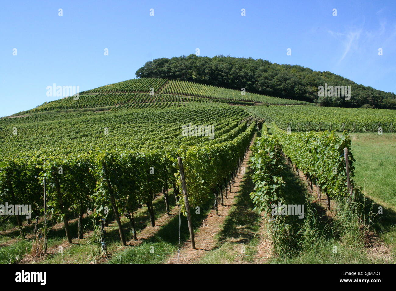 vineyards black forest common grape vines Stock Photo - Alamy