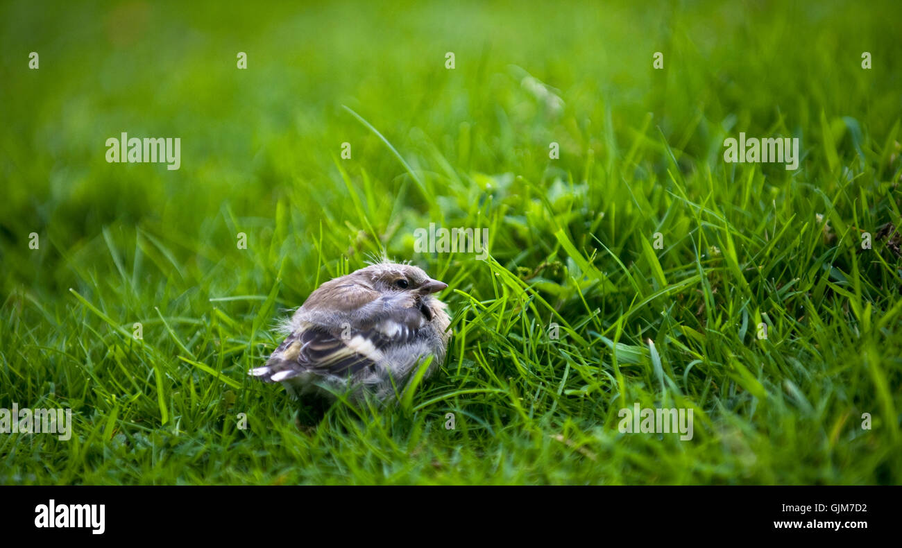 Chaffinch Fledgling (Fringilla coelebs Stock Photo - Alamy